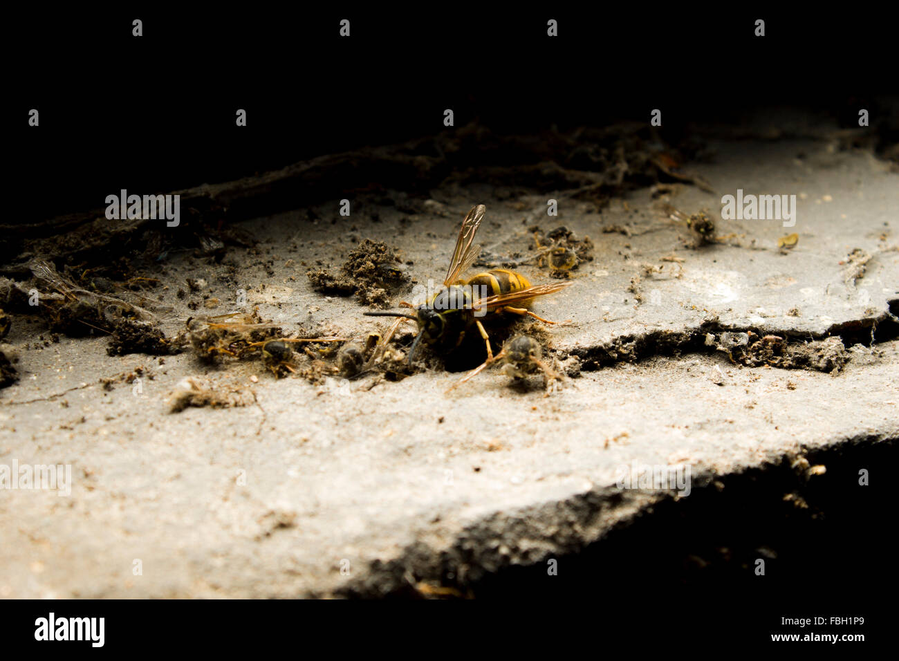 Wasp in abandoned barn Stock Photo - Alamy