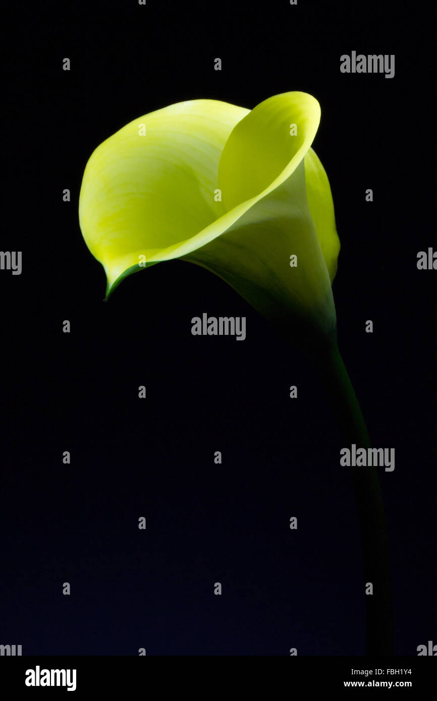 Yellow calla photographed in darkness with light concentrated on the ...