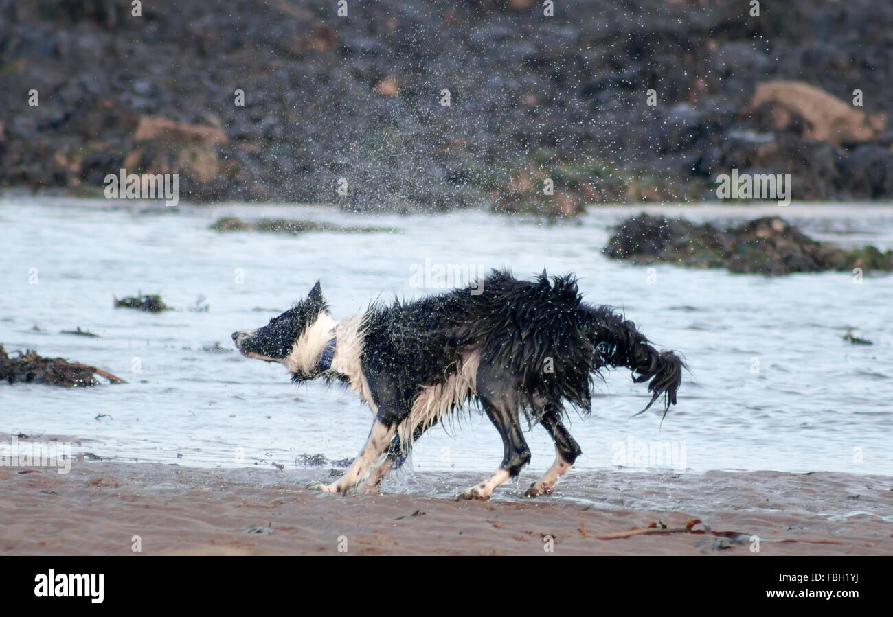 Cute dog playing in the beach. Scarborough, North Yorkshire, United ...