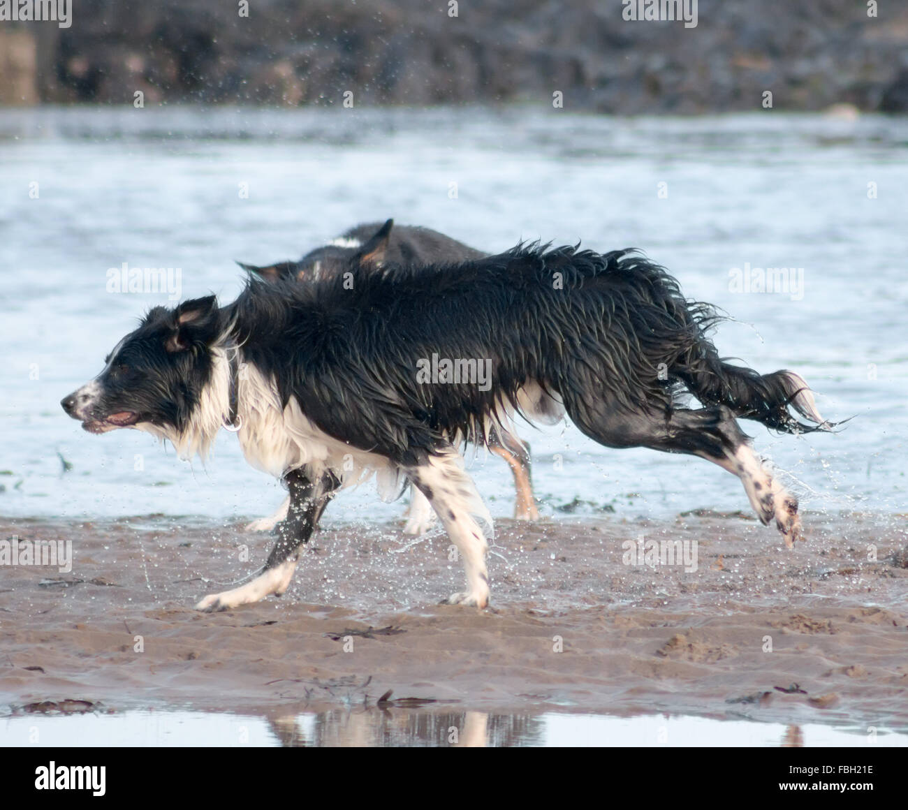 Cute dog playing in the beach. Scarborough, North Yorkshire, United ...