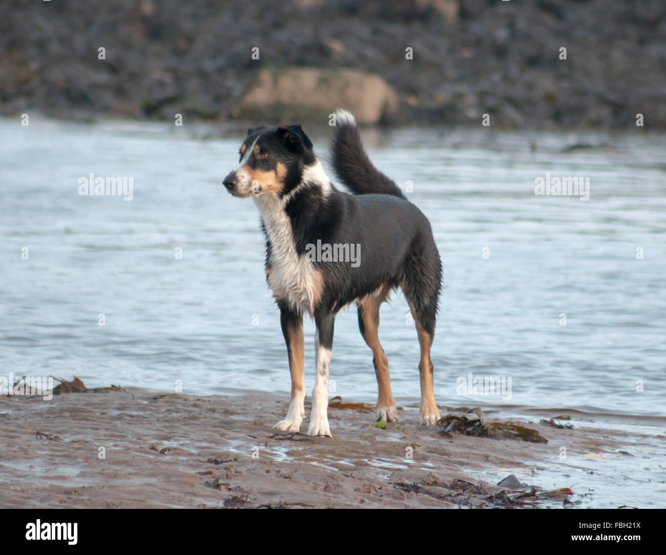 Cute dog playing in the beach. Scarborough, North Yorkshire, United ...