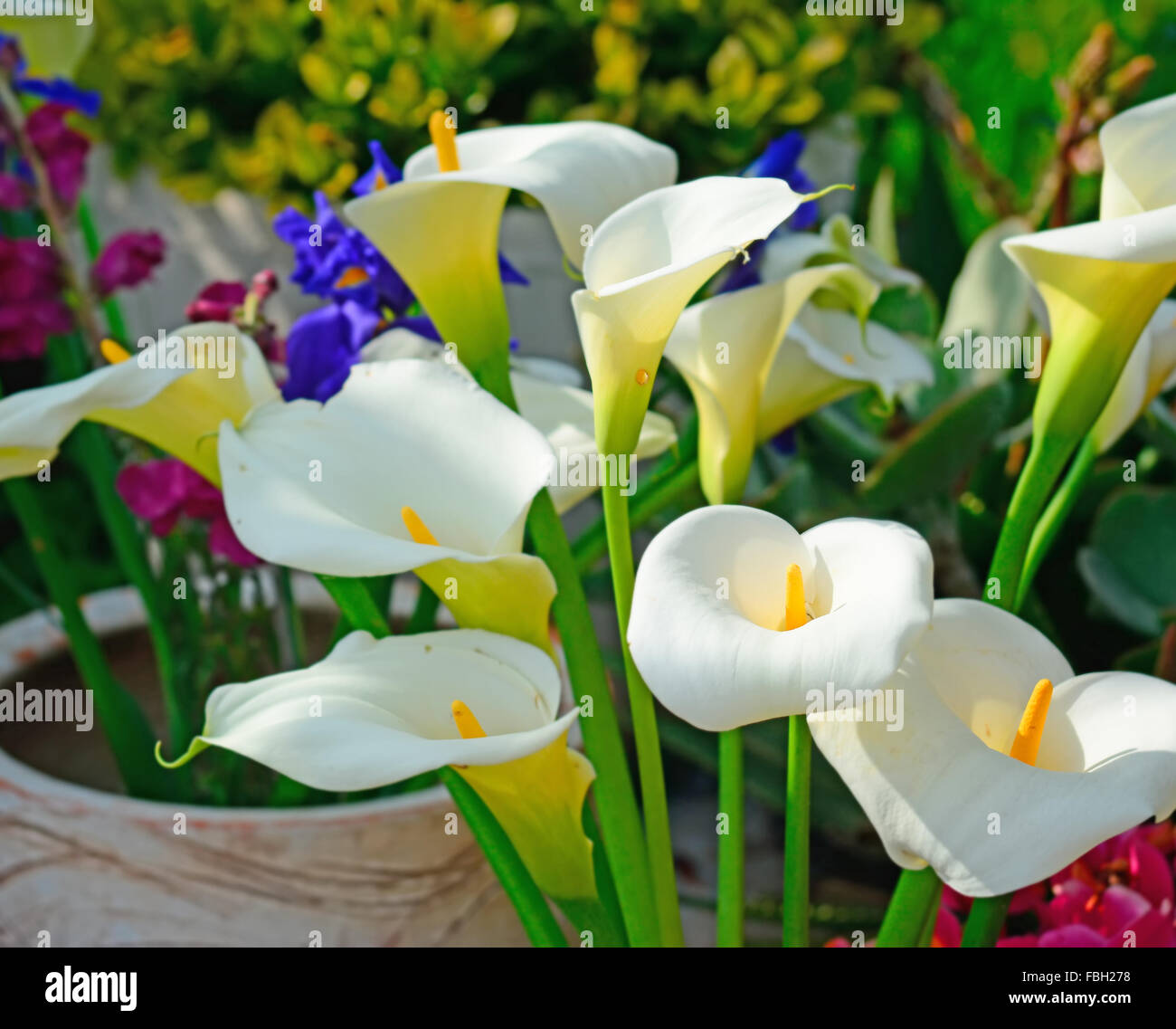 calla lily flowers in a garden Stock Photo - Alamy