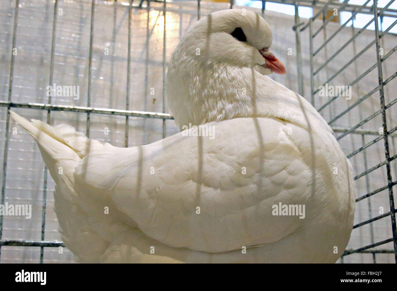 Rostock, Germany. 8th Jan, 2016. A white king dove sits in its cage on ...