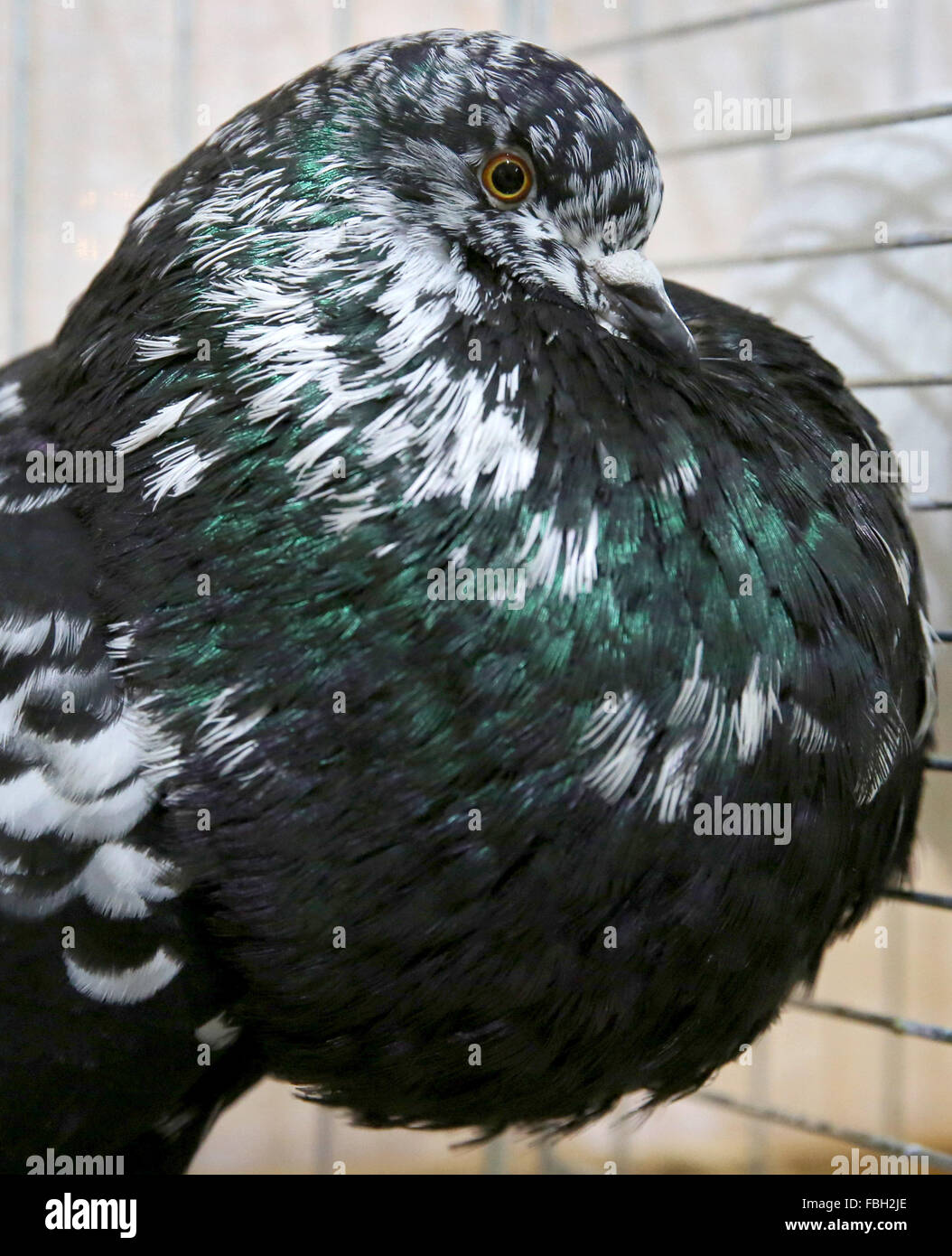 Pouter Pigeon In Kerala
