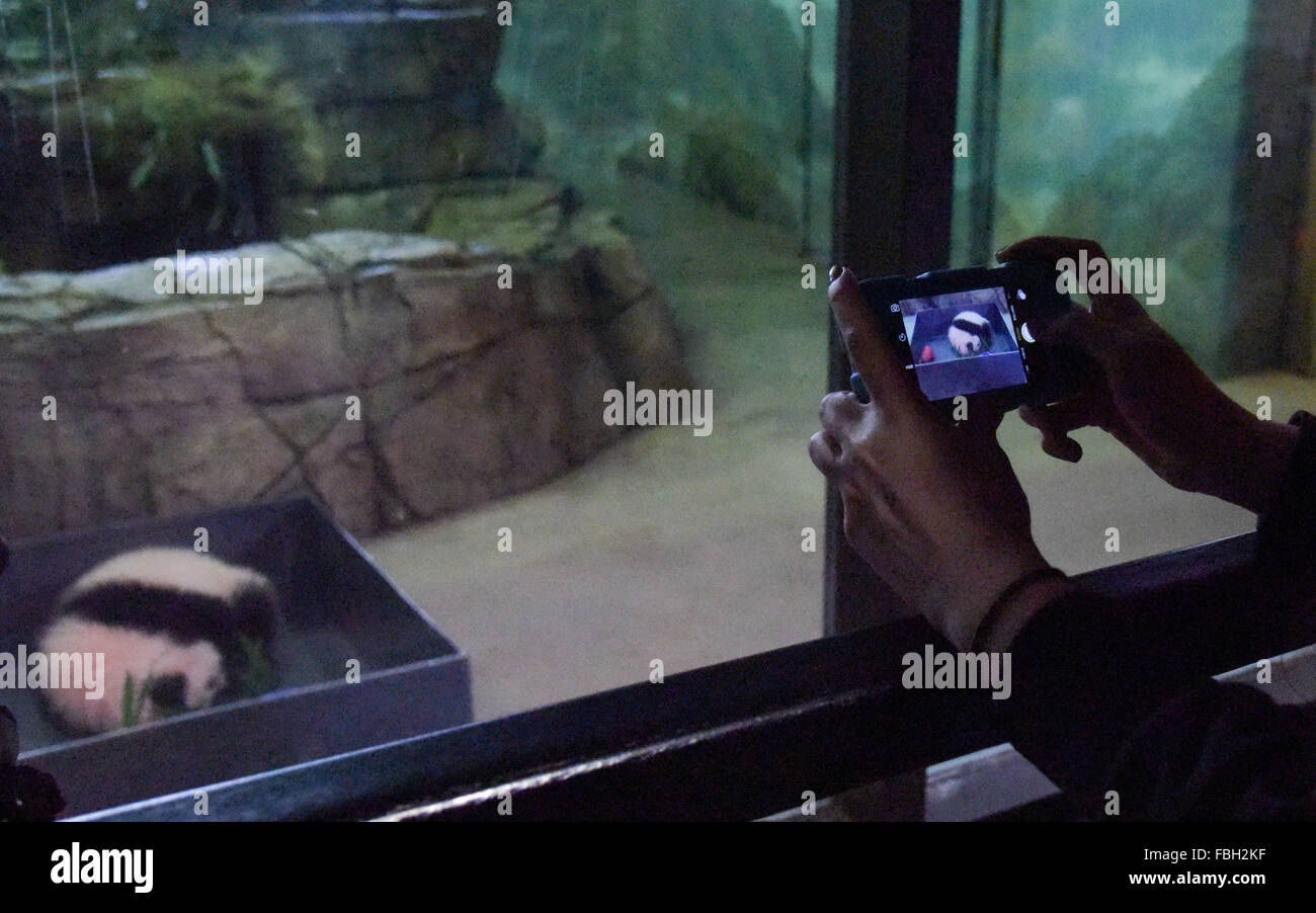 Washington, DC, USA. 16th Jan, 2016. A visitor takes photos of giant ...