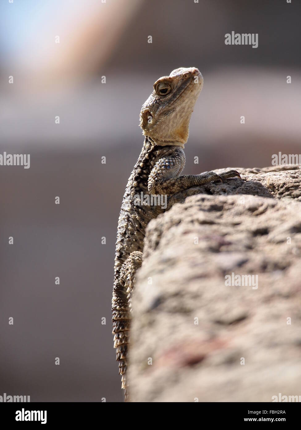 Sand skink hi-res stock photography and images - Alamy