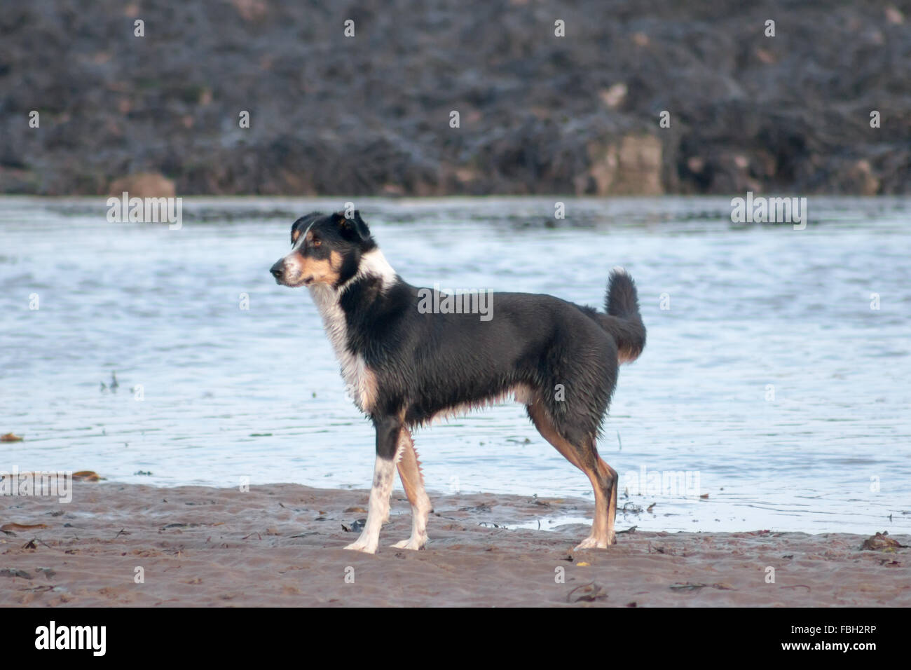 Cute dog playing in the beach. Scarborough, North Yorkshire, United ...