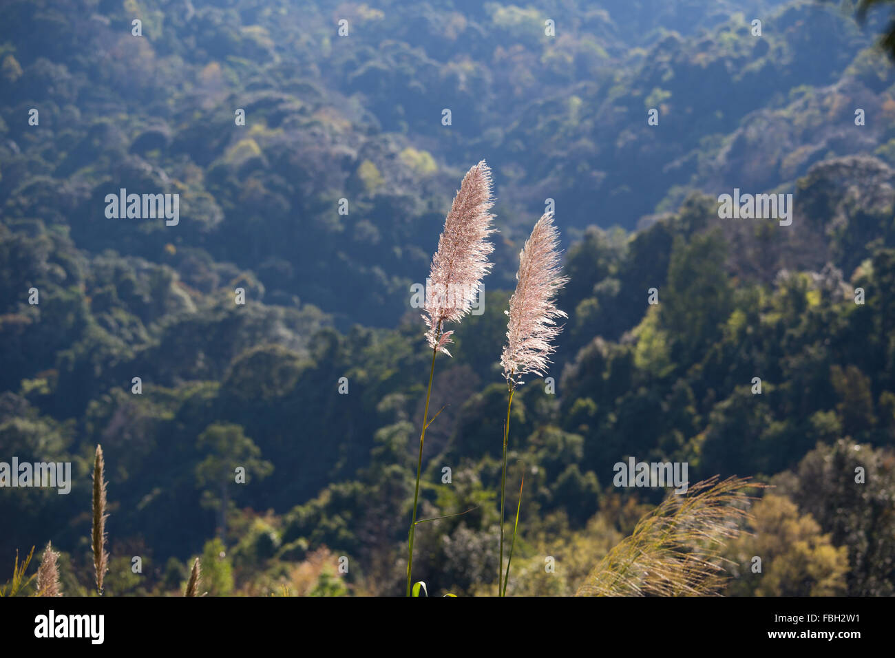thicket flower at tropical rain forest of Thailand in winter Stock ...