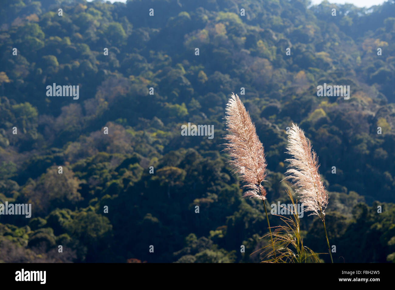 thicket flower at tropical rain forest of Thailand in winter Stock ...