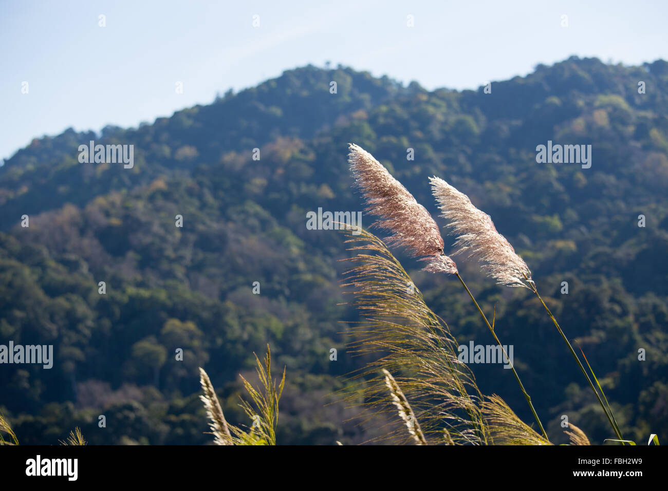 thicket flower at tropical rain forest of Thailand in winter Stock ...