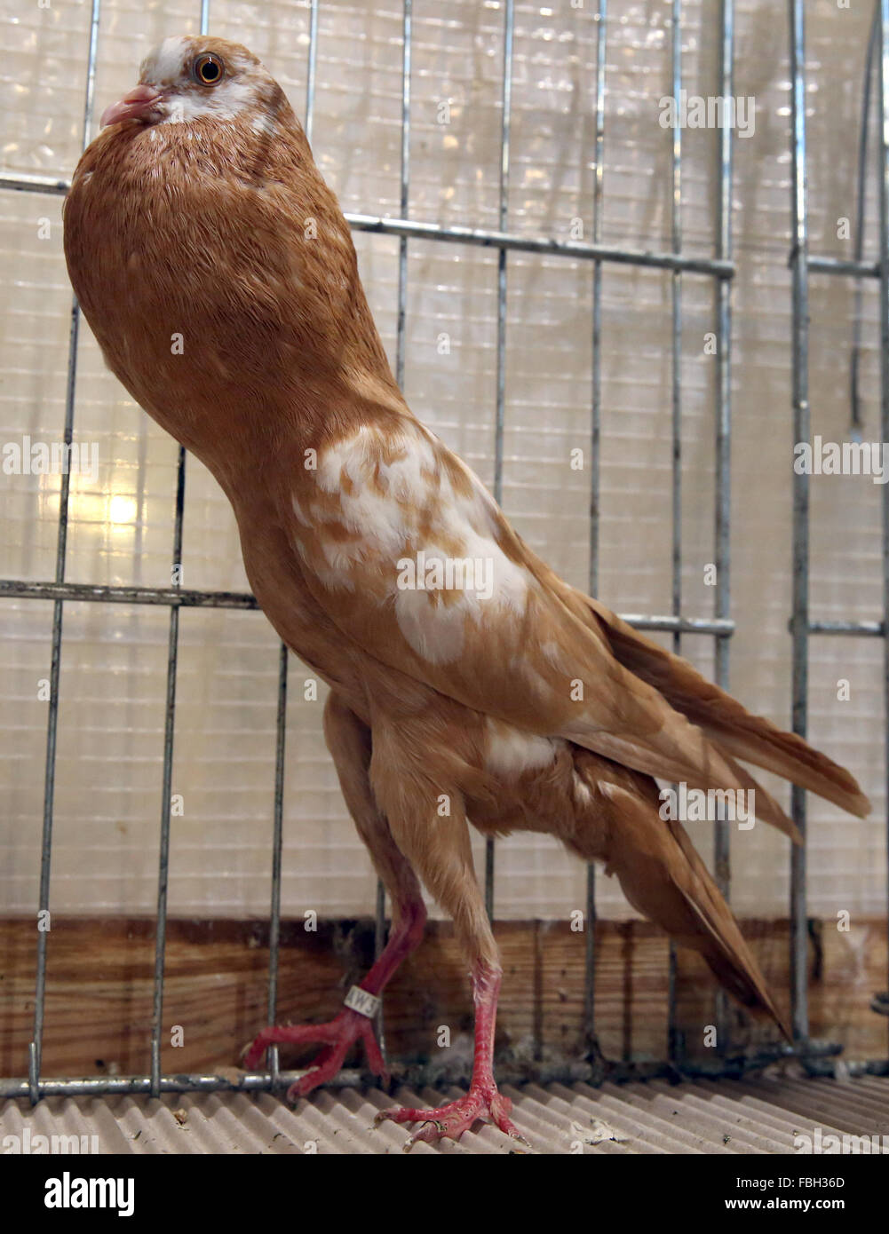 Pouter pigeon hi-res stock photography and images - Alamy