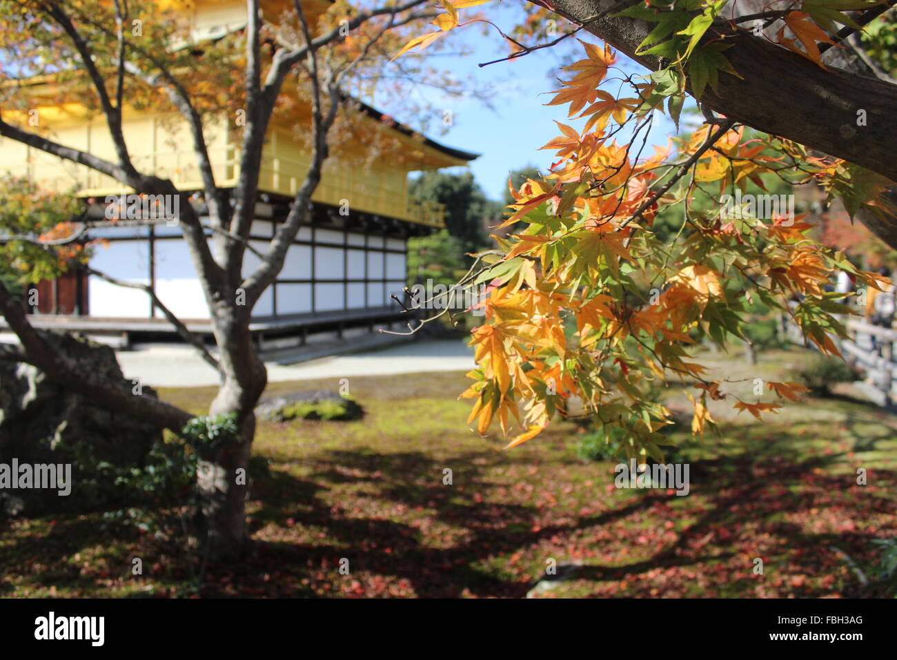 Focused shot hi-res stock photography and images - Alamy