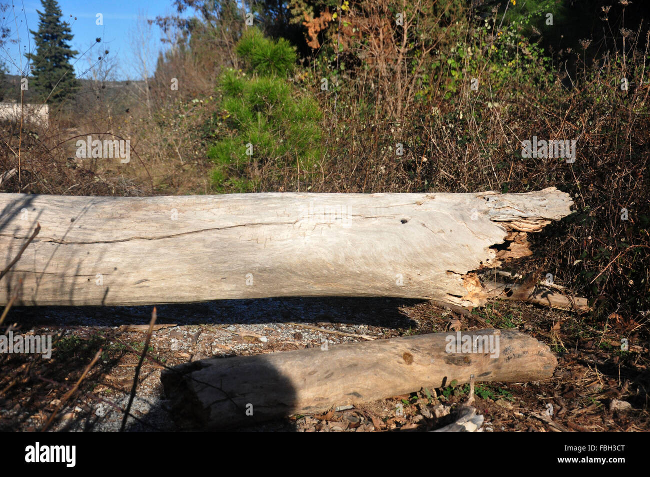 fallen tree trunk Stock Photo - Alamy