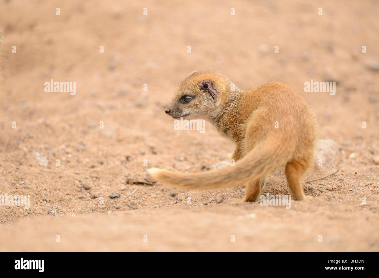 yellow mongoose, Cynictis penicillata, young animal, sand, side view ...