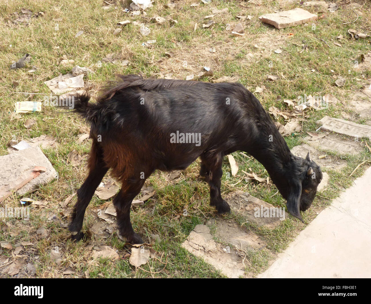 Domestic goat grazing india hi-res stock photography and images - Alamy