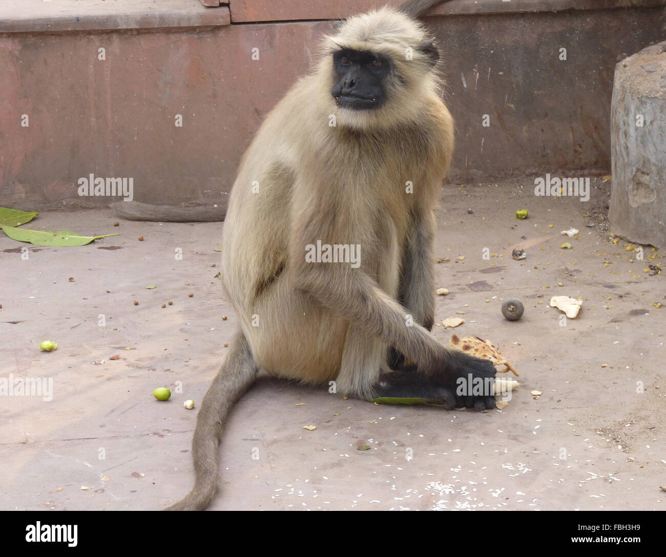 Monkey looking sideways hi-res stock photography and images - Alamy