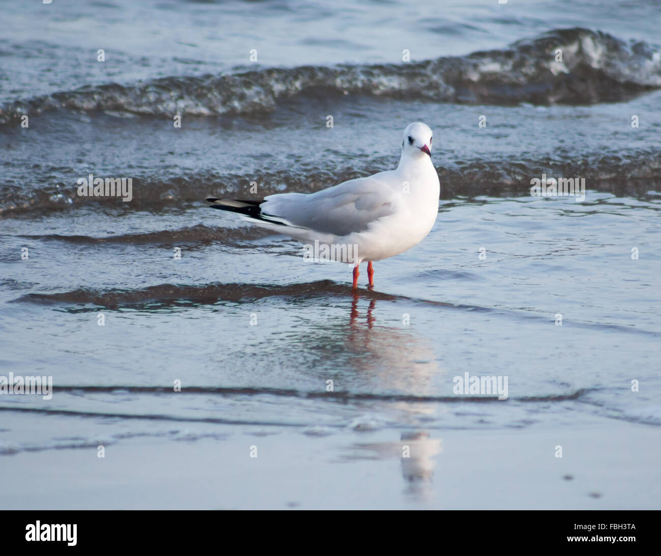 Common Gull (Larus canus) in winter plumage. Scarborough, North ...