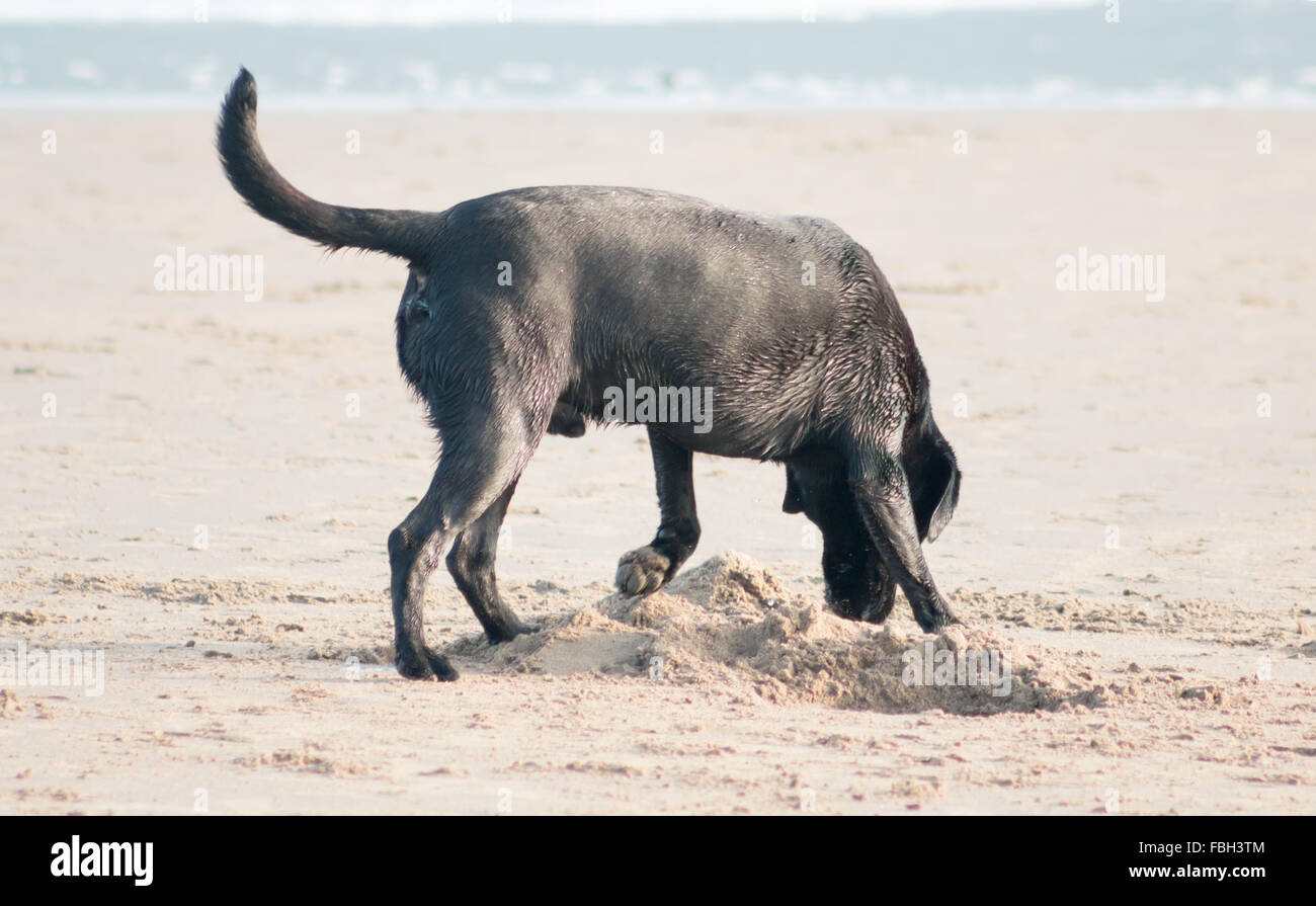 Labrador Retriever playing in the beach. Scarborough, North Yorkshire ...