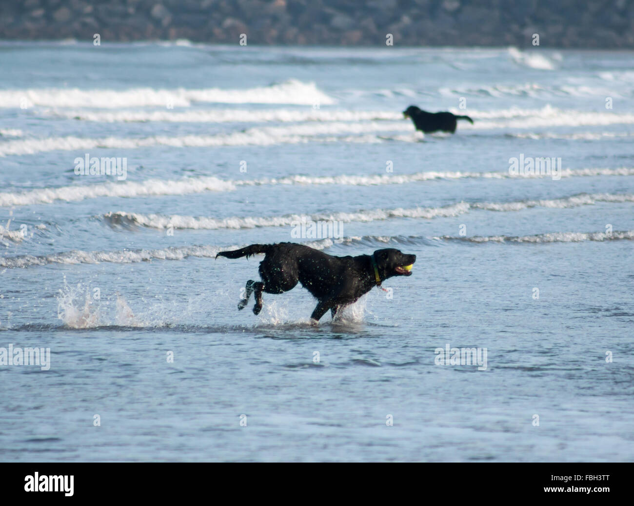 Labrador Retriever playing in the beach. Scarborough, North Yorkshire ...