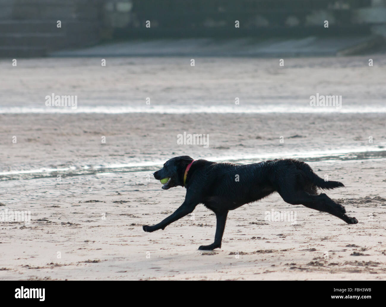 Labrador Retriever playing in the beach. Scarborough, North Yorkshire ...