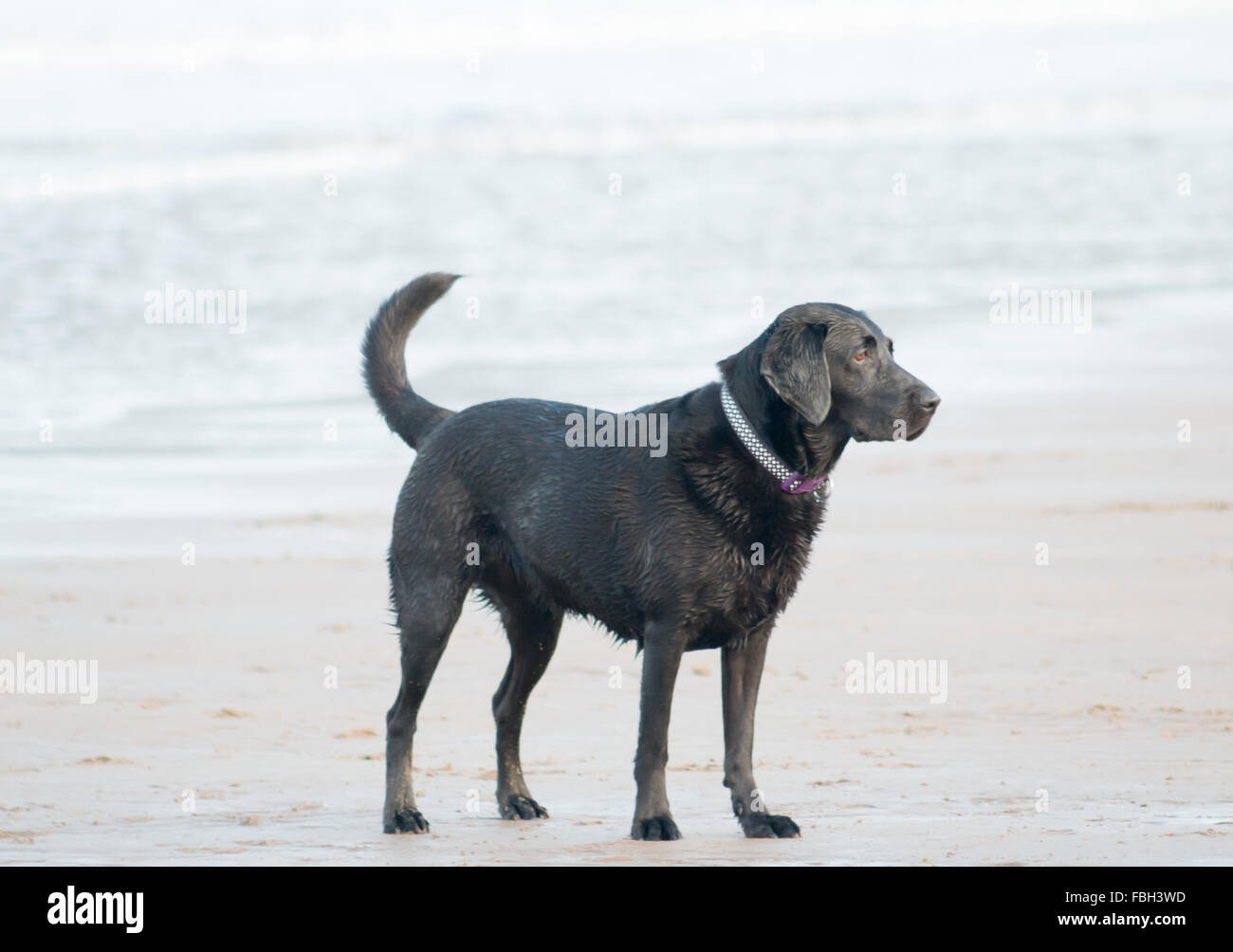 Labrador Retriever playing in the beach. Scarborough, North Yorkshire ...