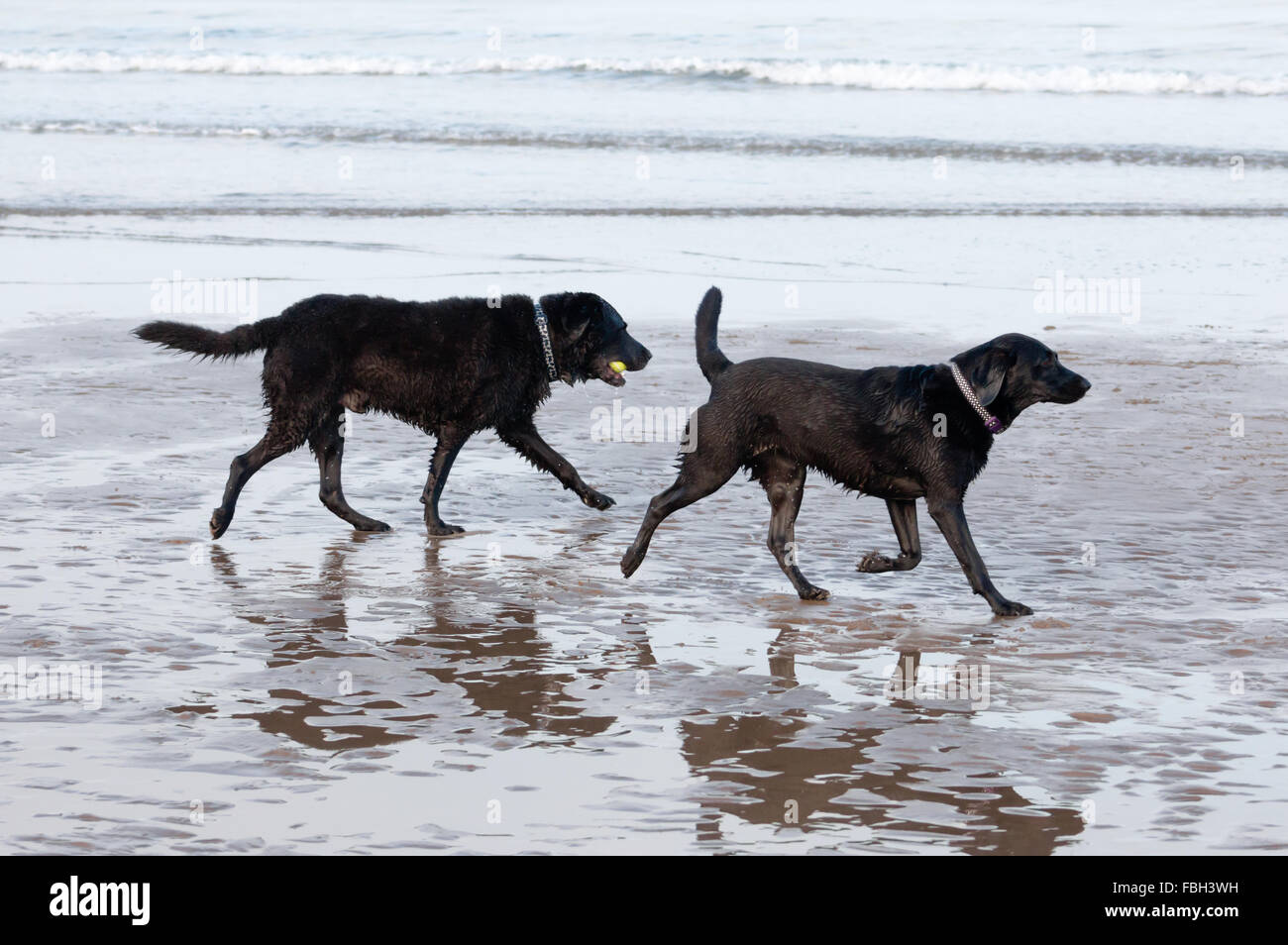 Labrador Retriever playing in the beach. Scarborough, North Yorkshire ...