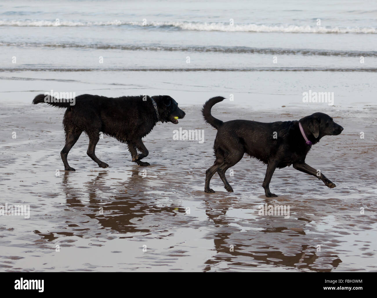 Labrador Retriever playing in the beach. Scarborough, North Yorkshire ...