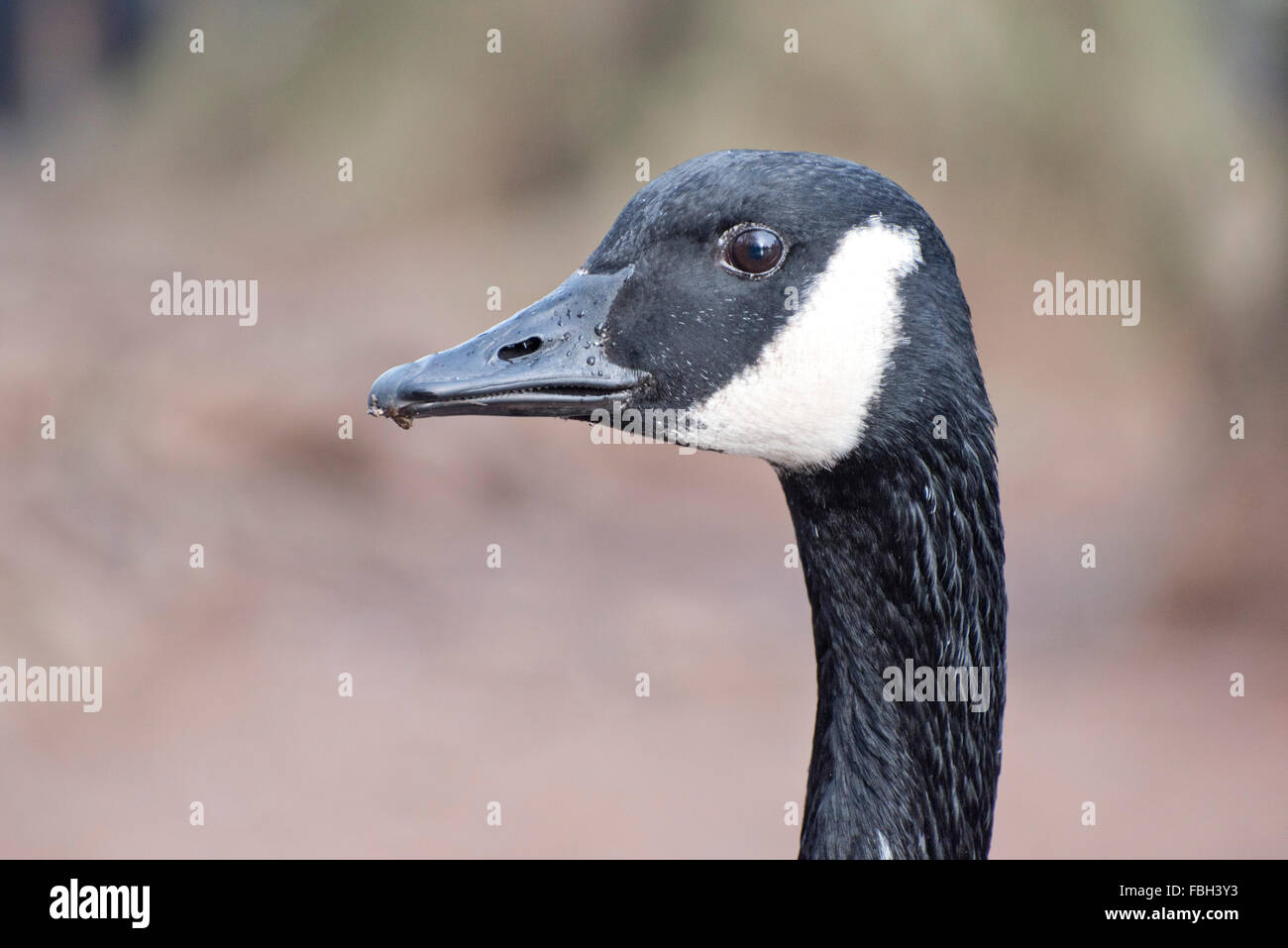 Goose neck hi-res stock photography and images - Alamy