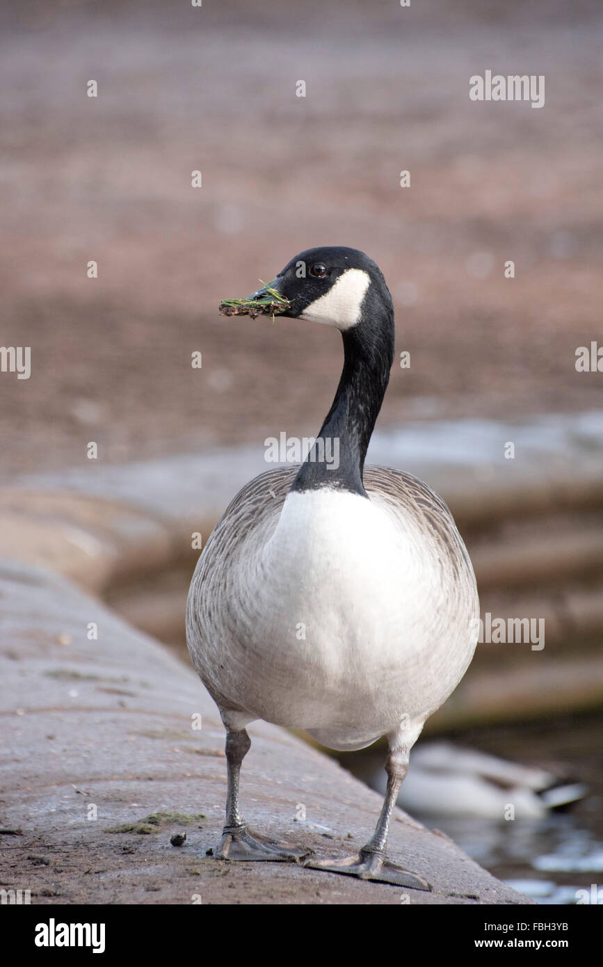 Goose neck hi-res stock photography and images - Alamy