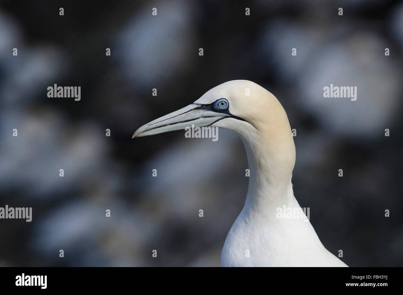 One gannet hi-res stock photography and images - Alamy