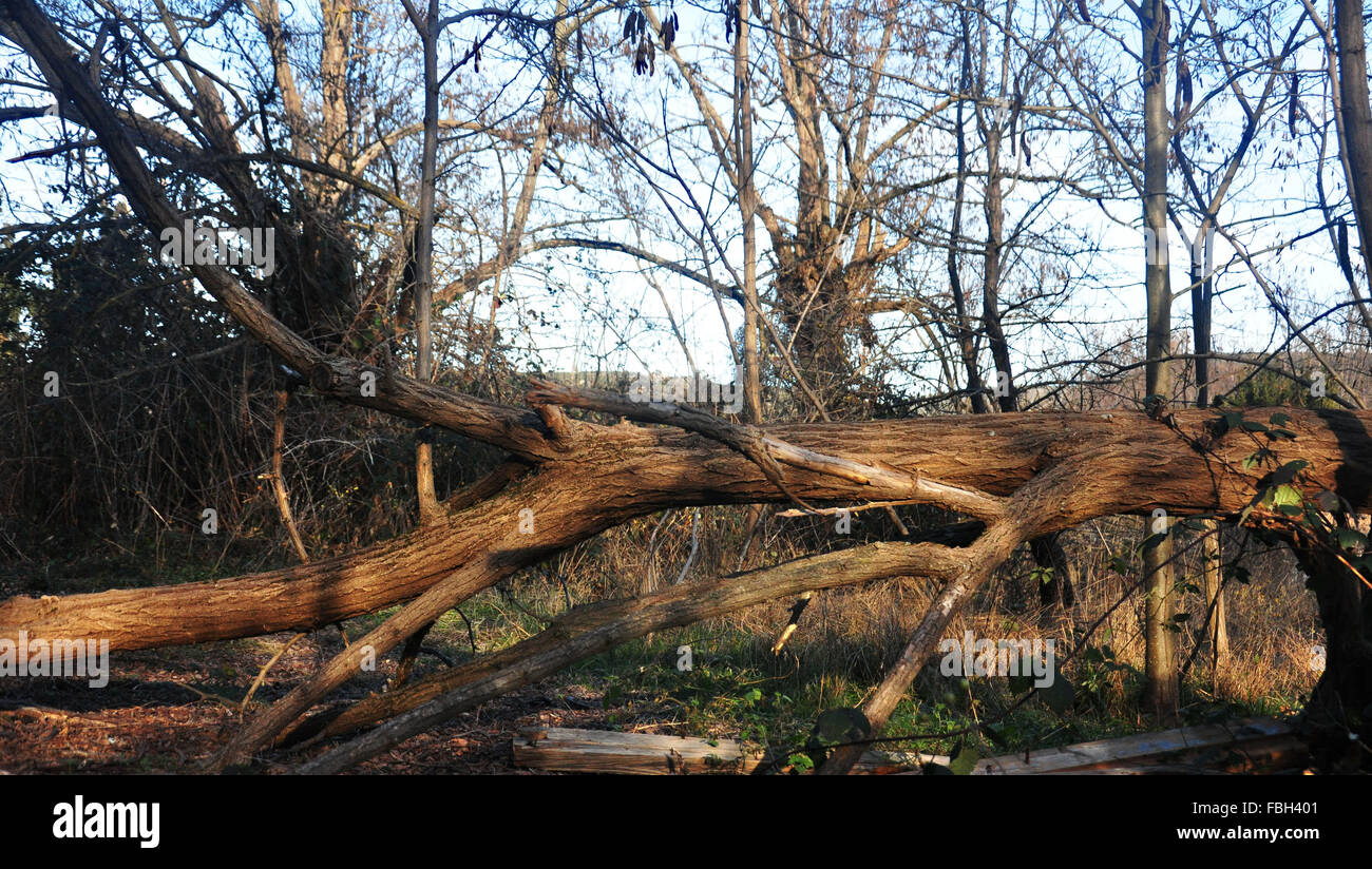 fallen tree trunk Stock Photo - Alamy