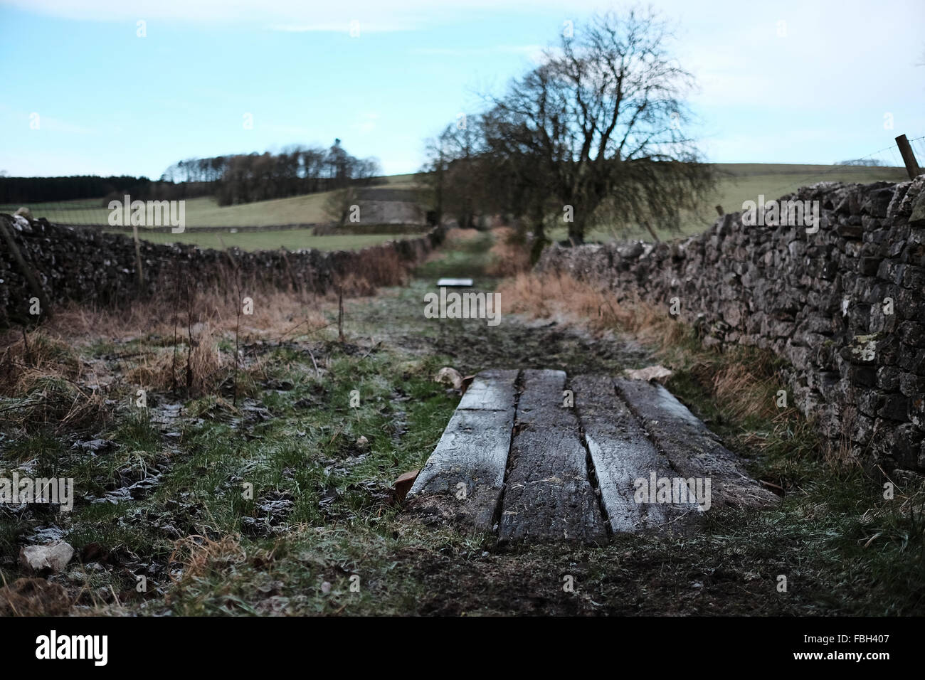 Icy boardwalk forms a path along a track between two dry stone walls in ...