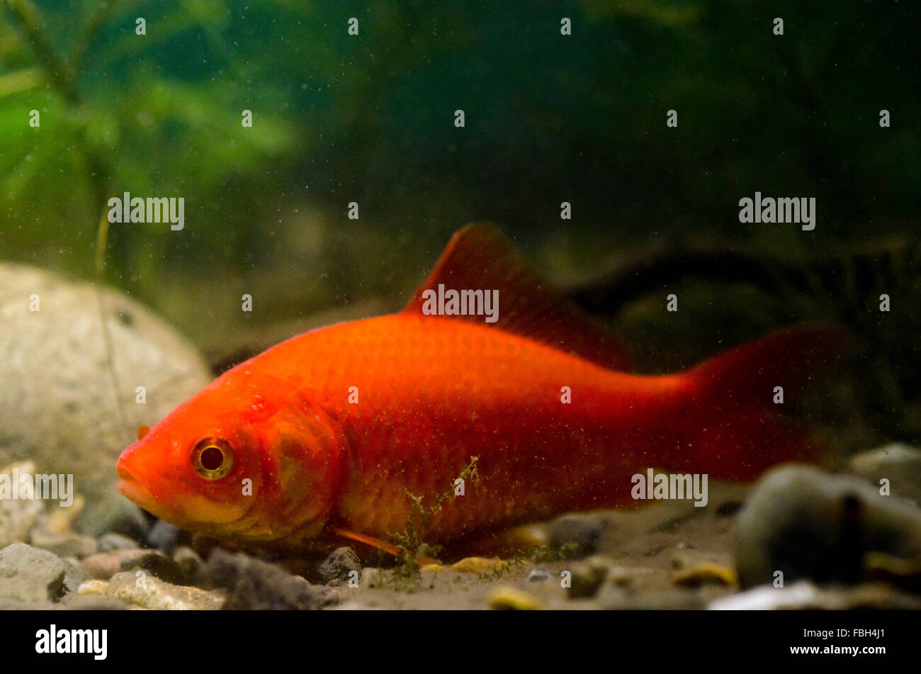 Carassius auratus auratus hi-res stock photography and images - Alamy