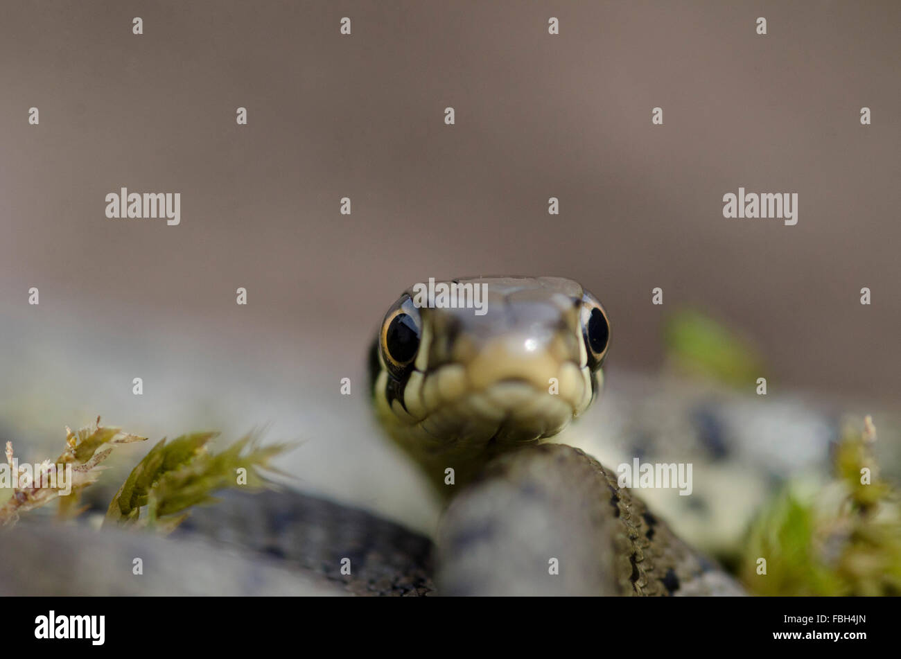 Grass Snake hatchling Stock Photo - Alamy