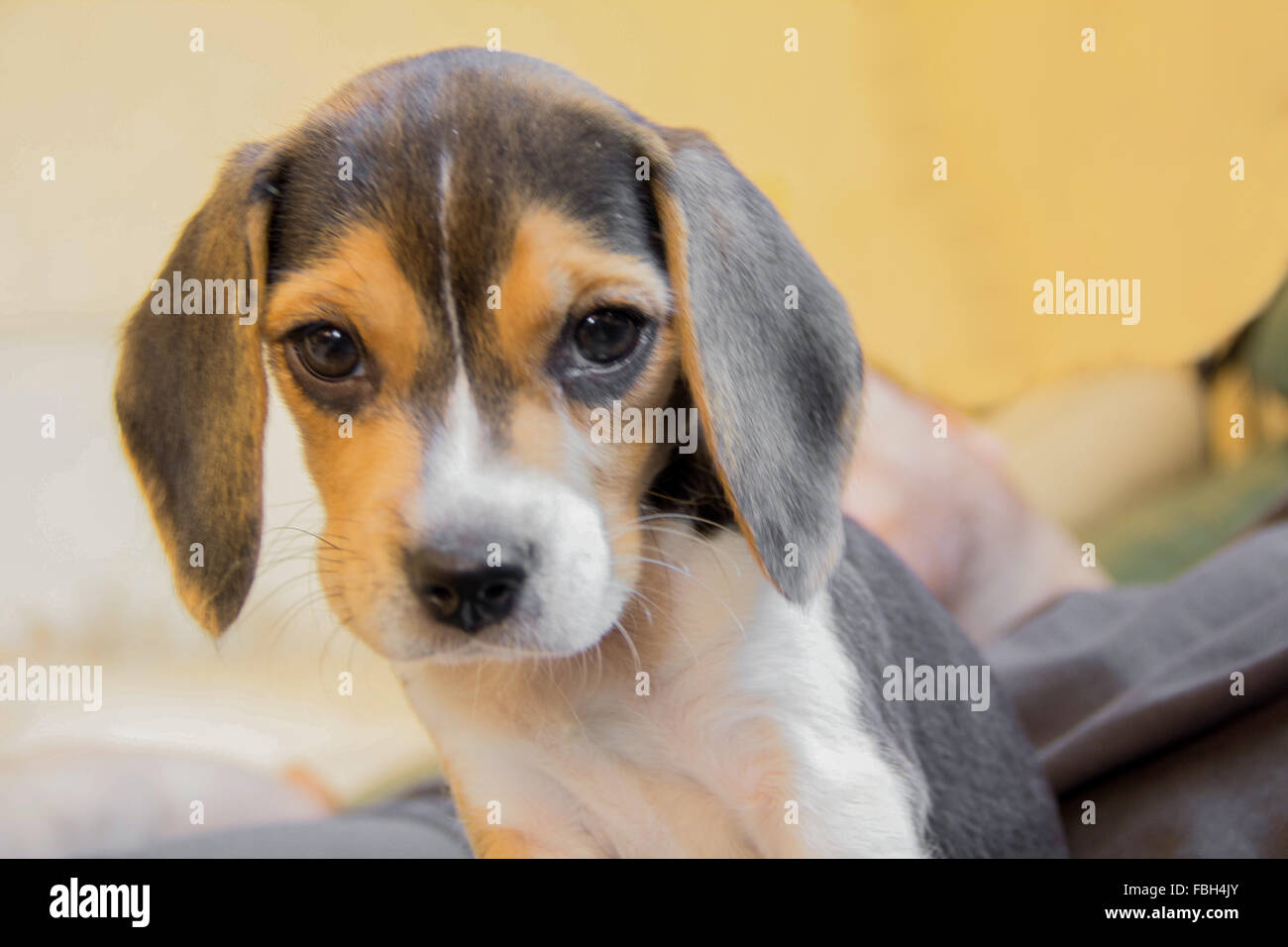 A beagle puppy sitting on the couch Stock Photo - Alamy