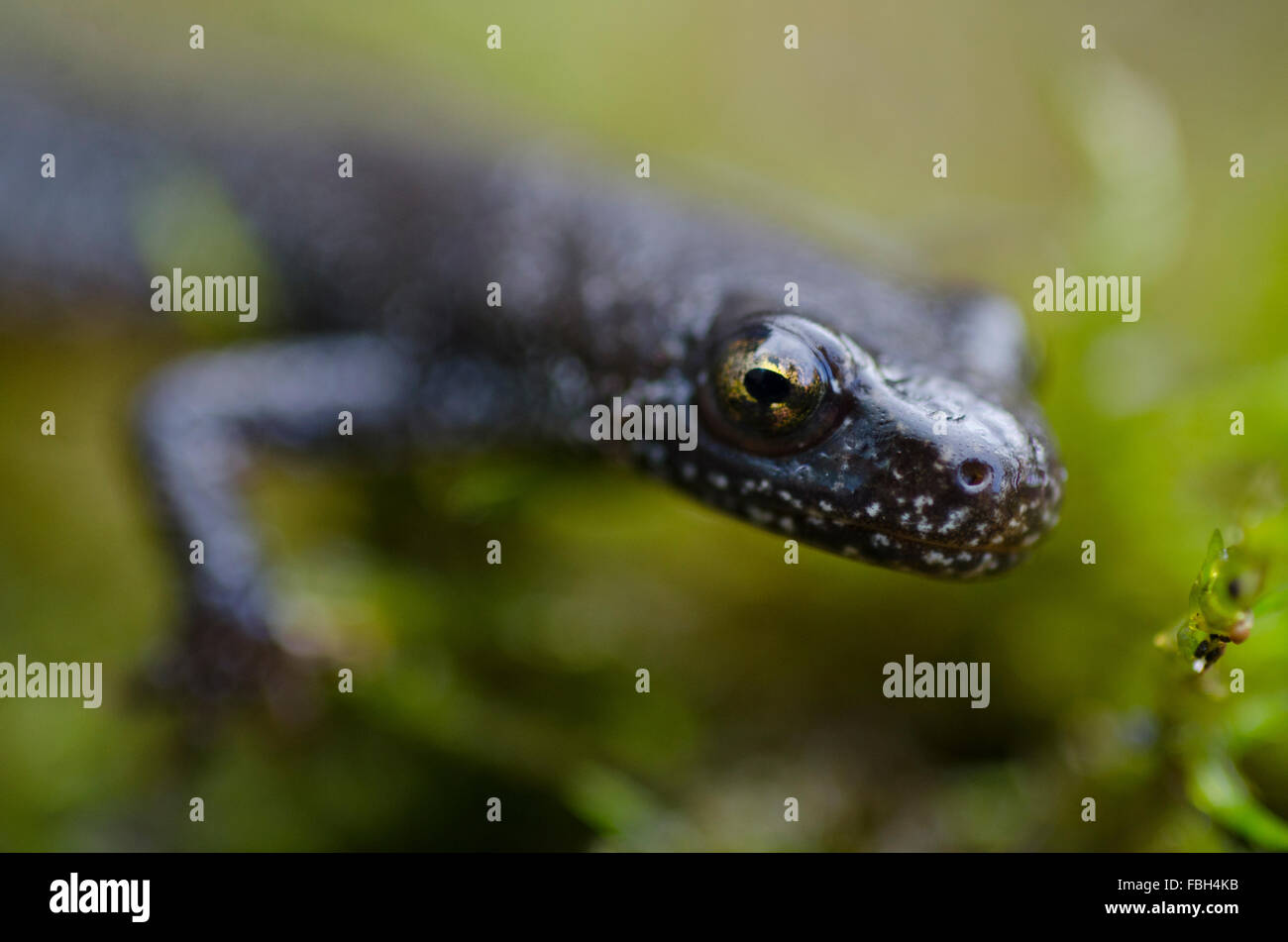 Eye of newt hi-res stock photography and images - Alamy