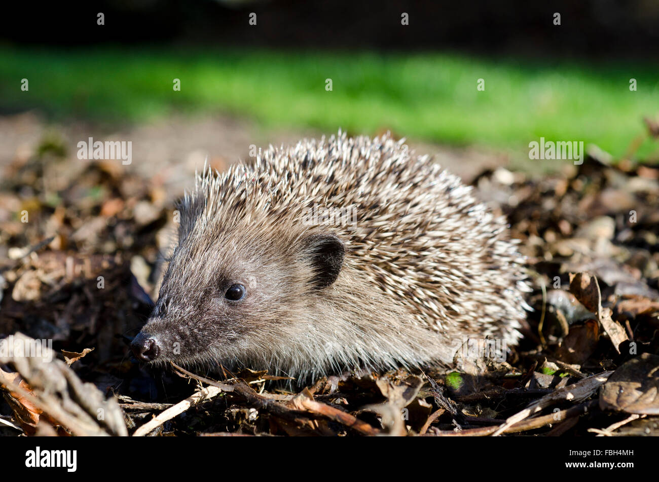 Hedgehog in garden Stock Photo - Alamy