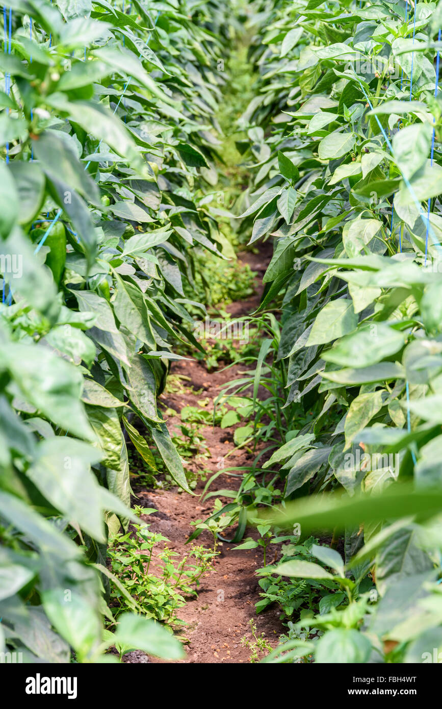 Field of cucumber plants hi-res stock photography and images - Alamy