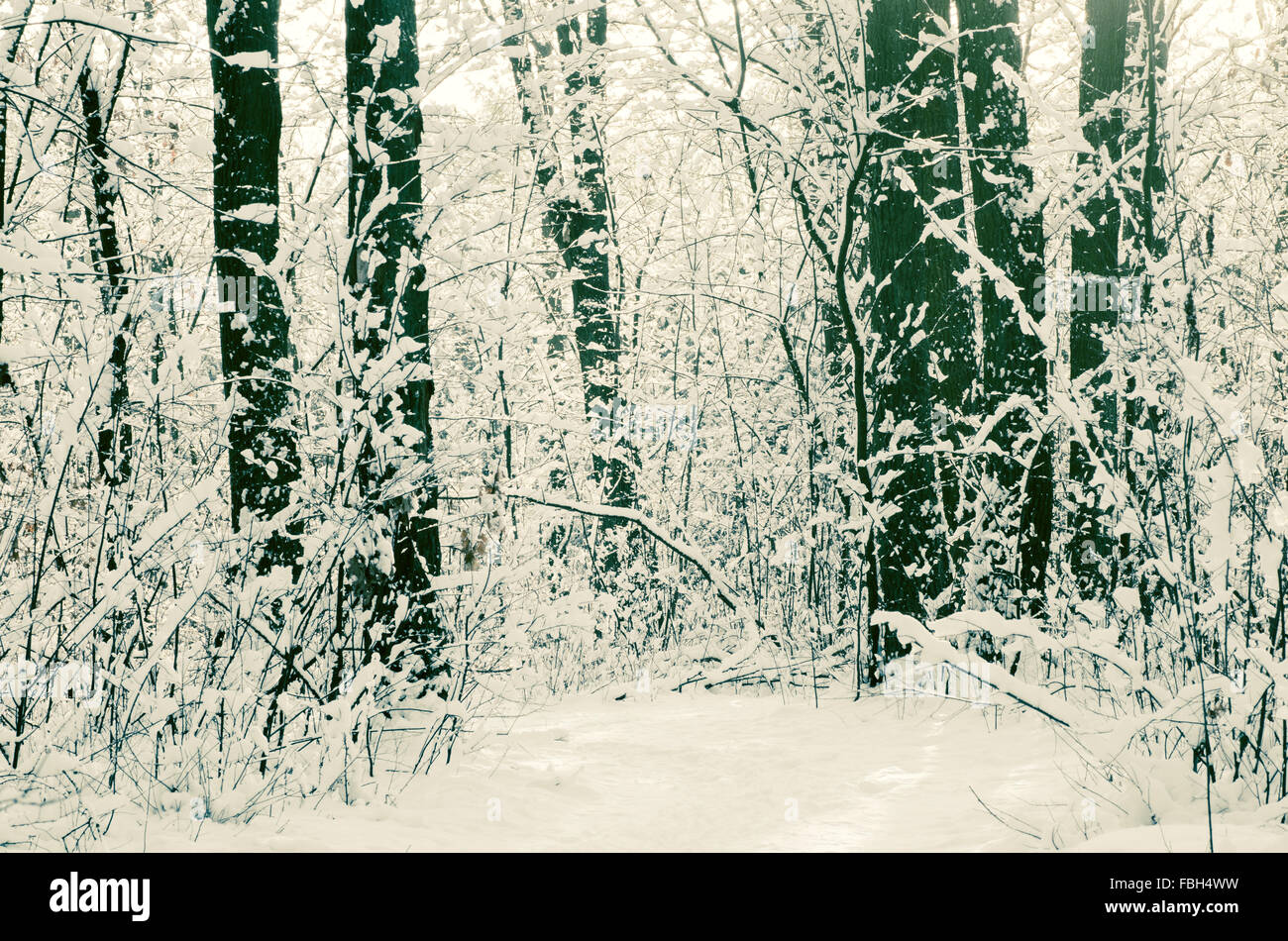 Sunny snow scene tree hi-res stock photography and images - Alamy