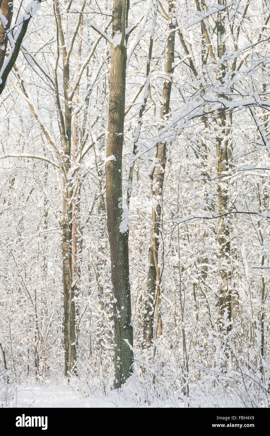 Sunny snow scene tree hi-res stock photography and images - Alamy