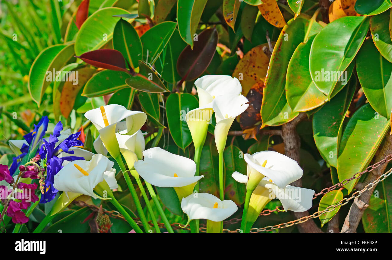 calla lily flowers in a garden Stock Photo - Alamy