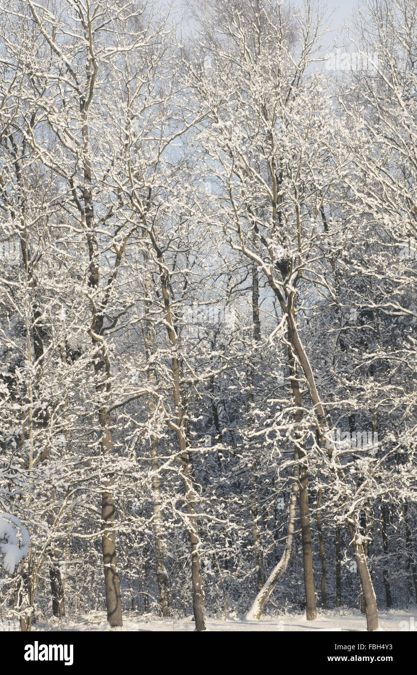 Sunny snow scene tree hi-res stock photography and images - Alamy