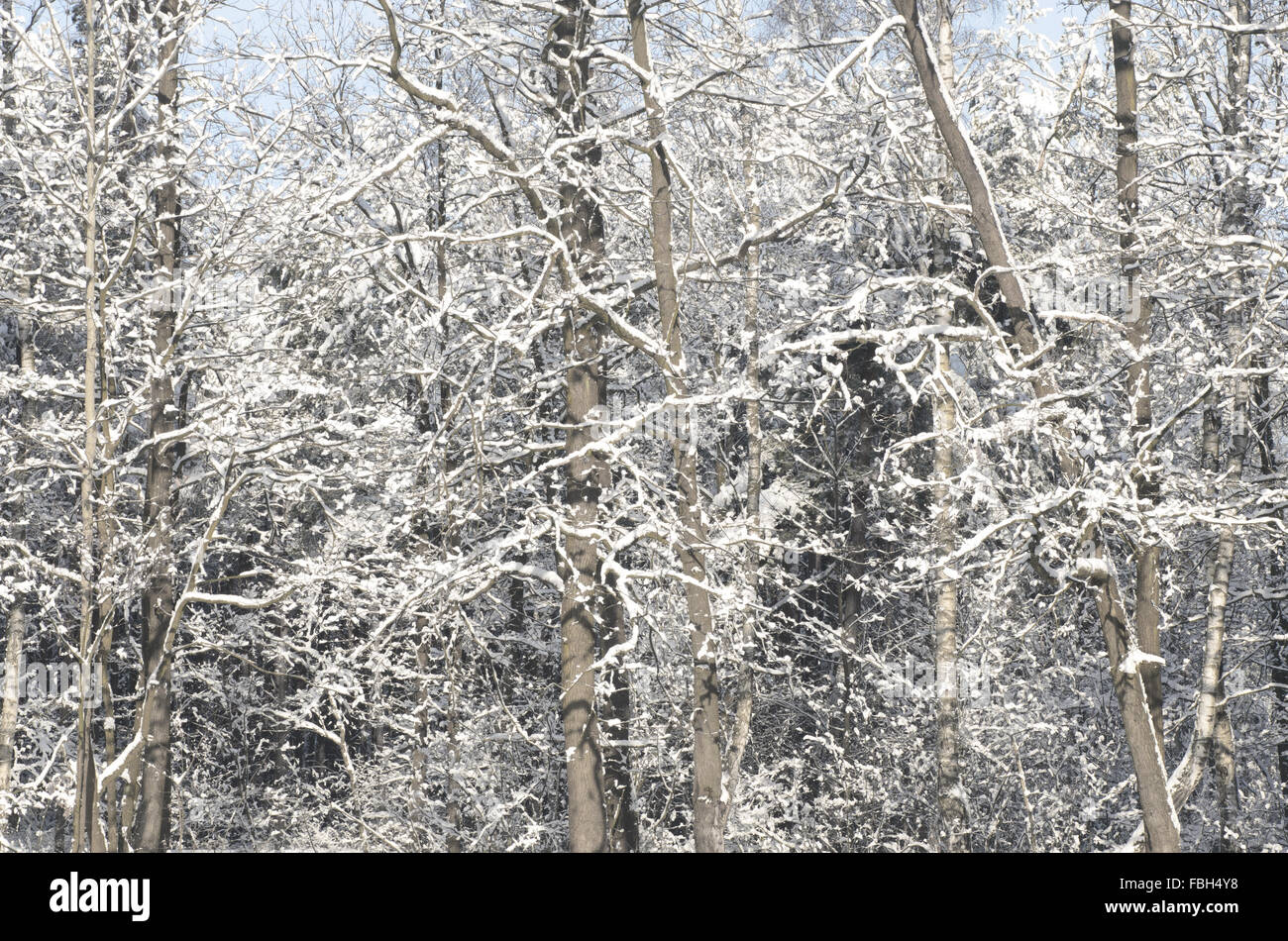 Sunny snow scene tree hi-res stock photography and images - Alamy