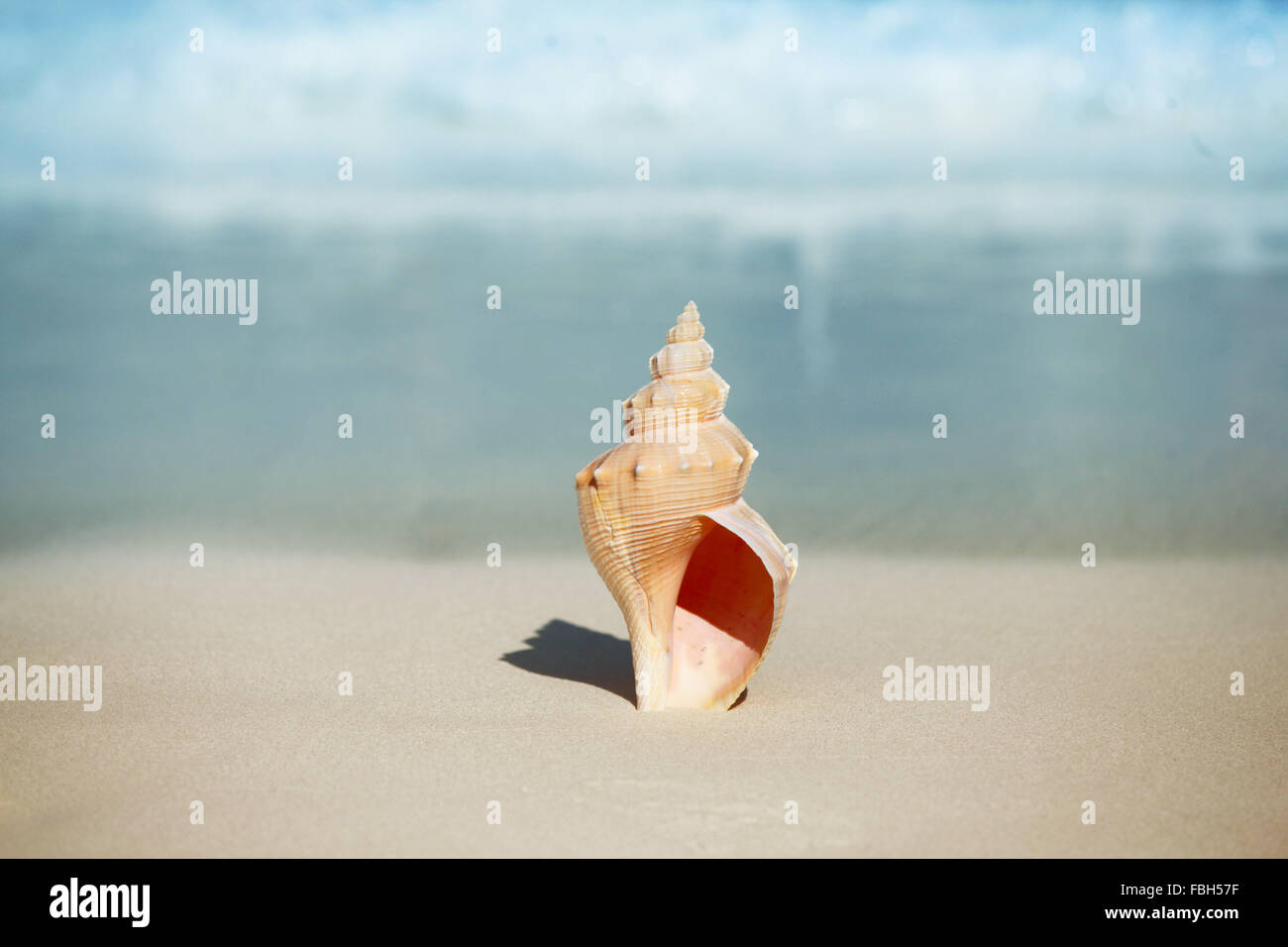 One big seashell on tropical beach close-up Stock Photo - Alamy