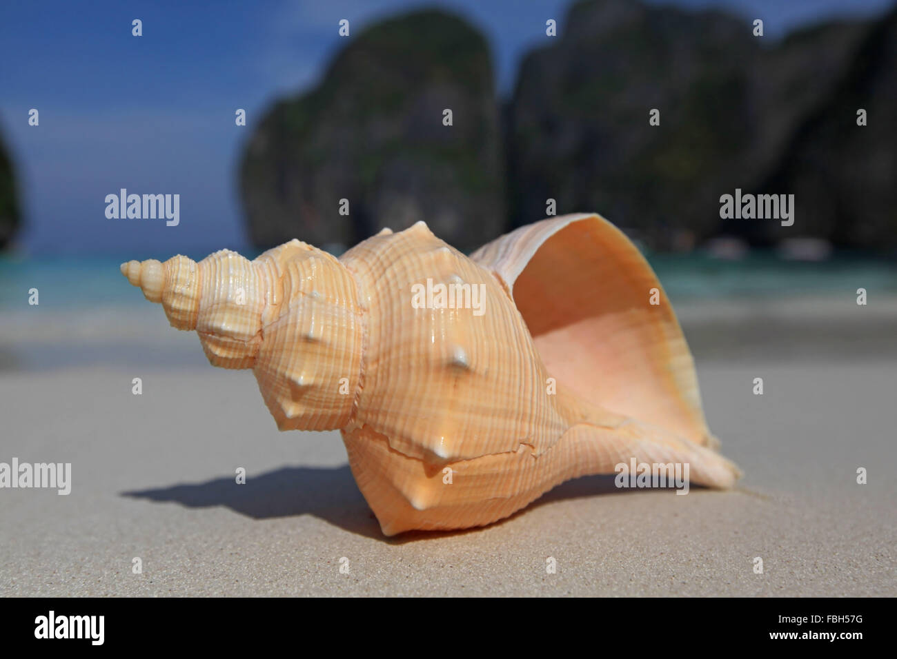 One big seashell on tropical beach close-up Stock Photo - Alamy