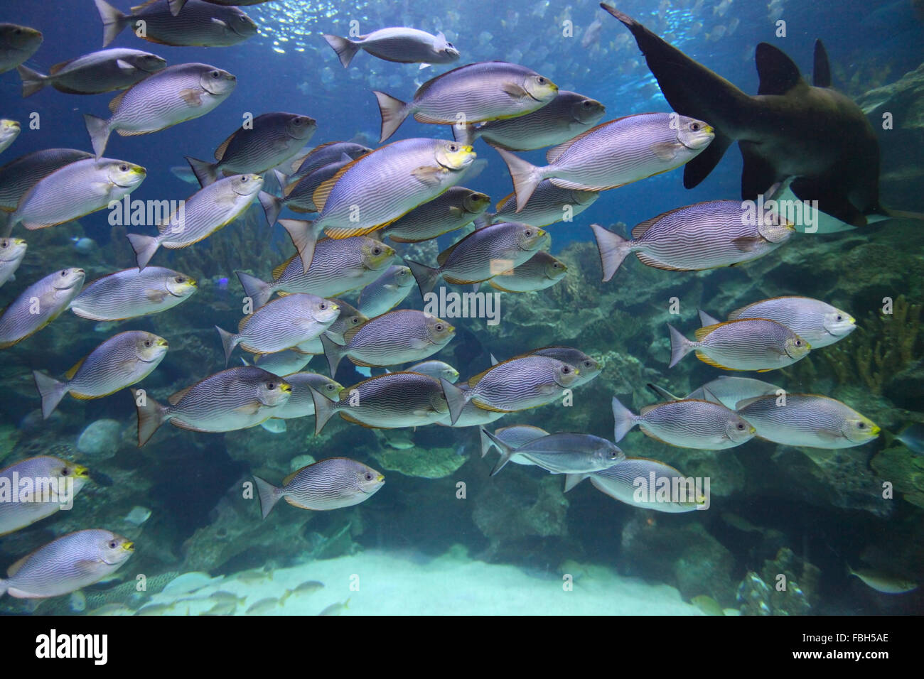 Tropical fish schooling in aquarium, Javanese Rabbitfish Stock Photo ...