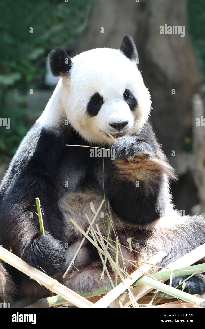 Panda eating bamboo hi-res stock photography and images - Alamy