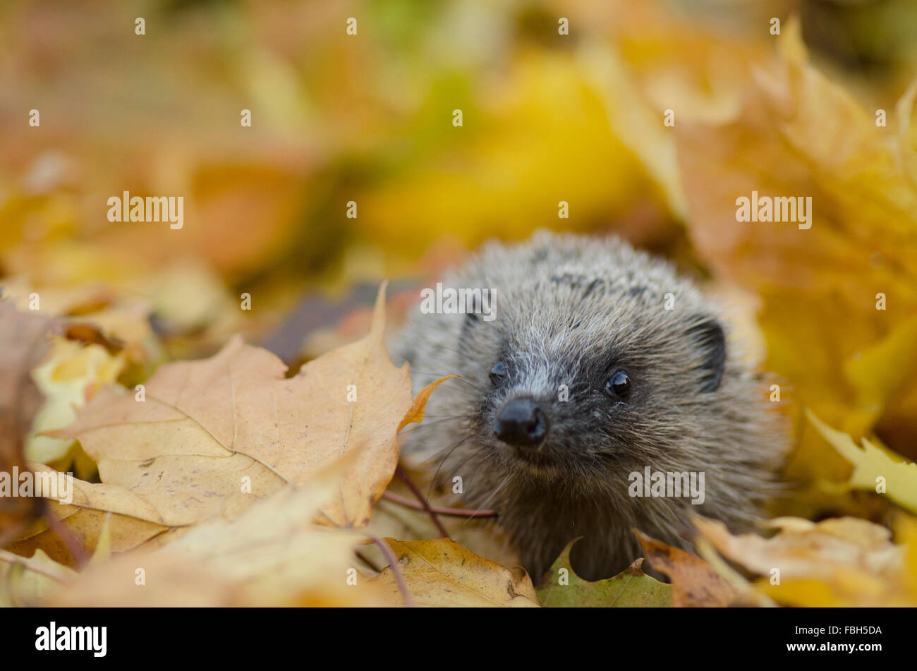 Hedgehog in leaves hi-res stock photography and images - Alamy