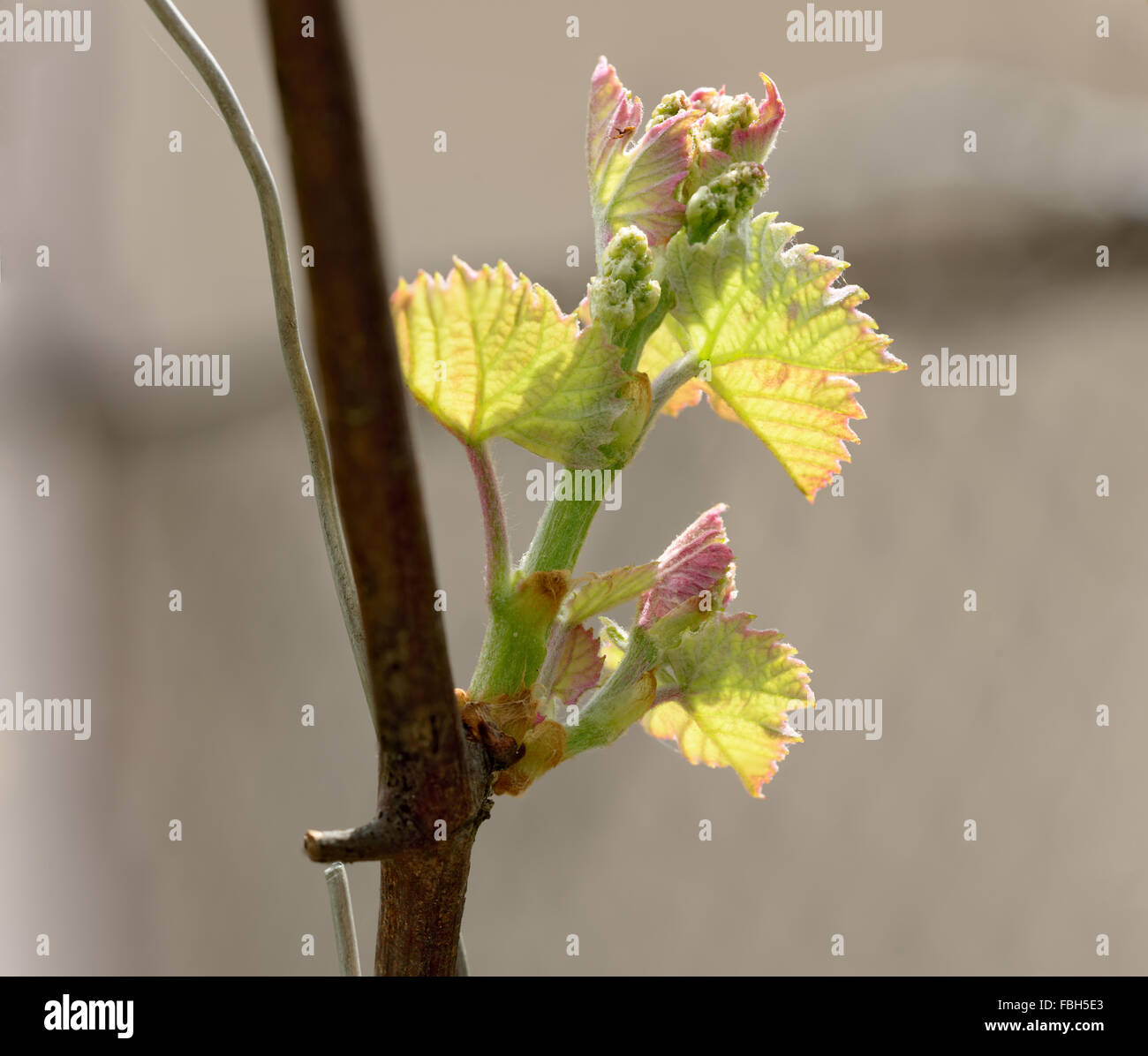 Close-up view of new young leaves of grape plant in sun backlit Stock ...