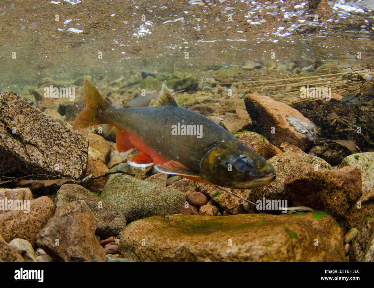 Male arctic charr underwater in cumbria Stock Photo - Alamy